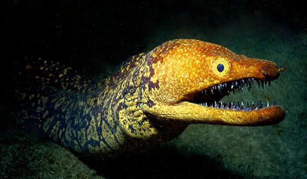 LOOSE EEL BALL OCCUPY THE ACROPOLIS | LOOSE EEL BALL