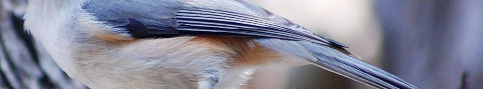 Music | Death Metal Bird Song