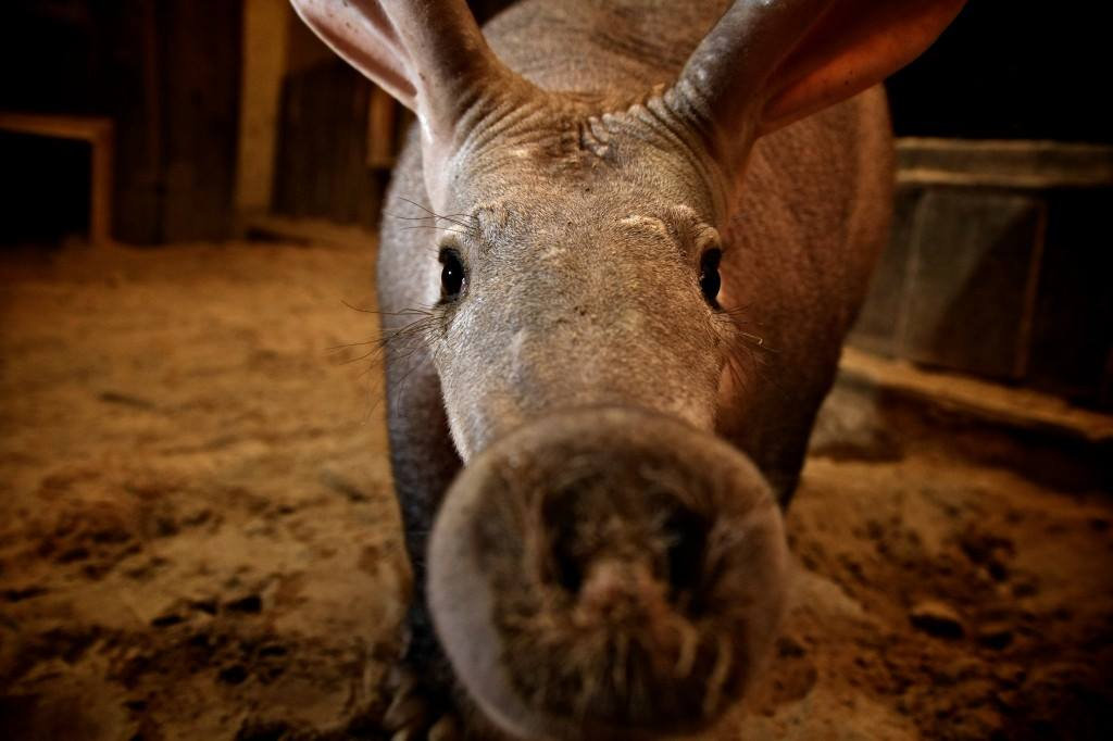 11 Things You Didn't Know About Aardvark And What They Can Do For Your ...