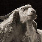 HALCYONDAZE | KITCALIBER | HALLEY LABS