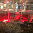 Foxlore | The Crane Wives