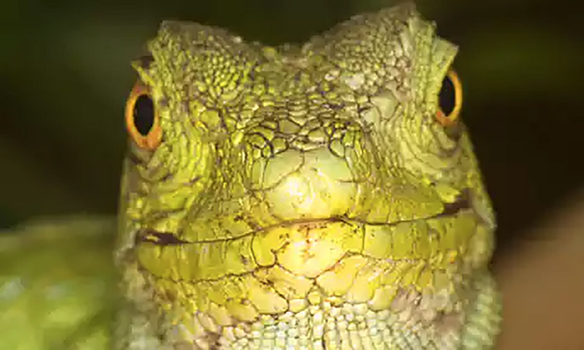 Music | Scrungo Beepis