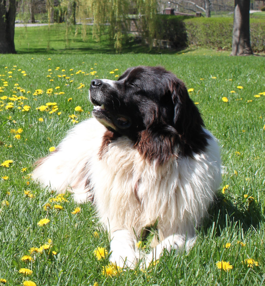 The Ice in Spring | Bert Cashman and his Landseers