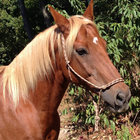 Cubop Lives! | Zaccai Curtis | TRRcollective