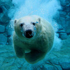 Damaged | Razed In Black