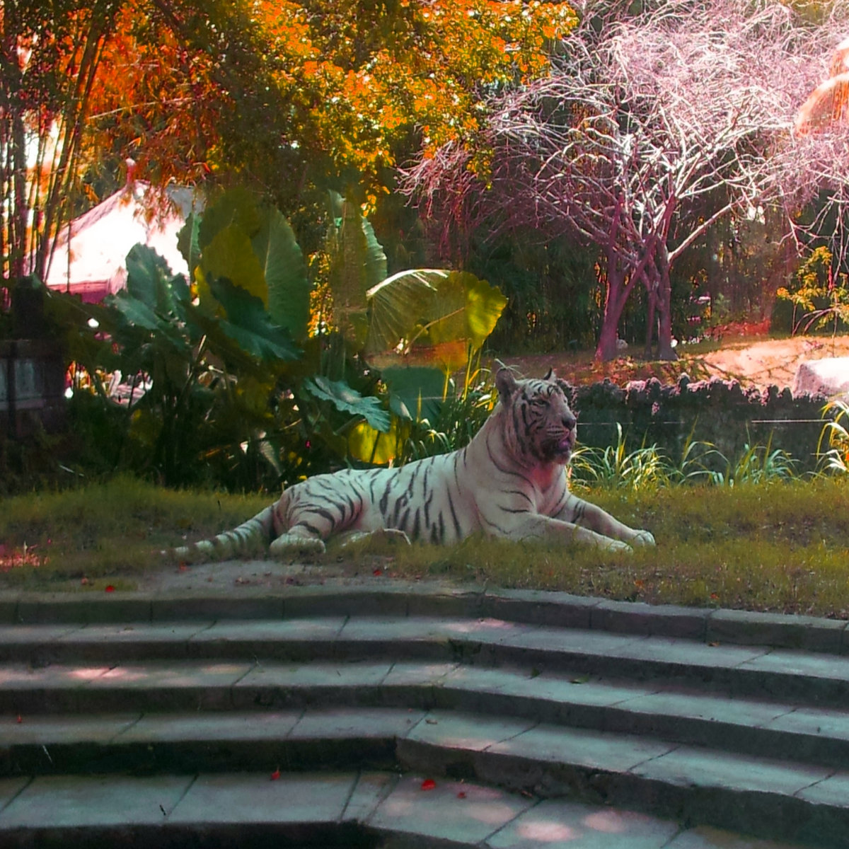 Disposable Camera | Tigris Ultra
