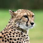 SUPER FREQ EP | Machine Girl