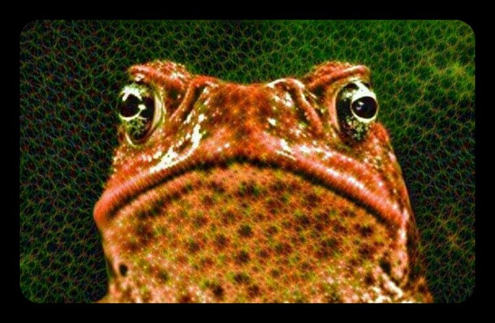 Requiem | Toad Doctor