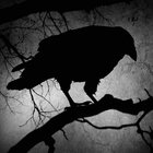 Raven And The Nightsky | Dark The Suns