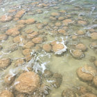 Symphony No. 1 (Tonal Plexus) | Glenn Branca