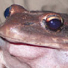 Ideation Deluxe | Graham Kartna