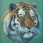 Floating Plates | Vita Voom