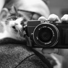 Wild | Brian Lambert