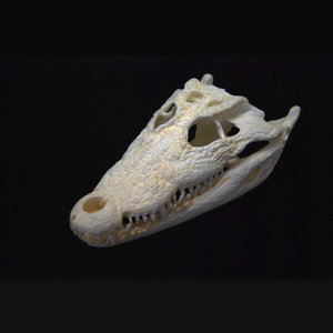 Music | country croc farm