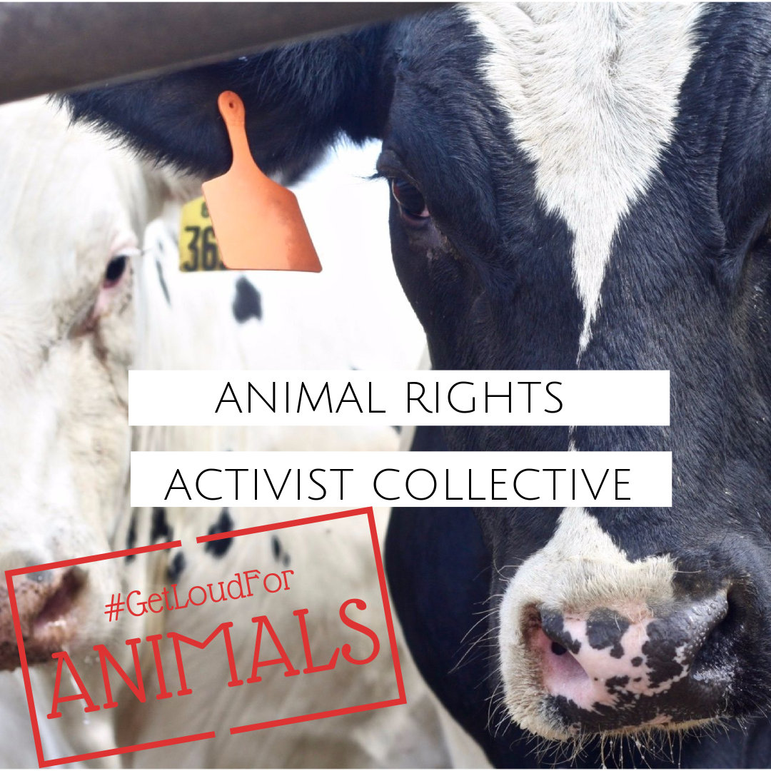 Humans | Animal Rights Activist Collective