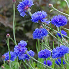 Candescent | Kiersten Holine