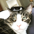 For Me [Maxi-Single] | Dawn Tallman | Honeycomb Music