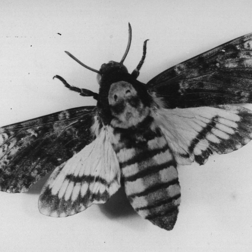 locust_furnace's collection | Bandcamp