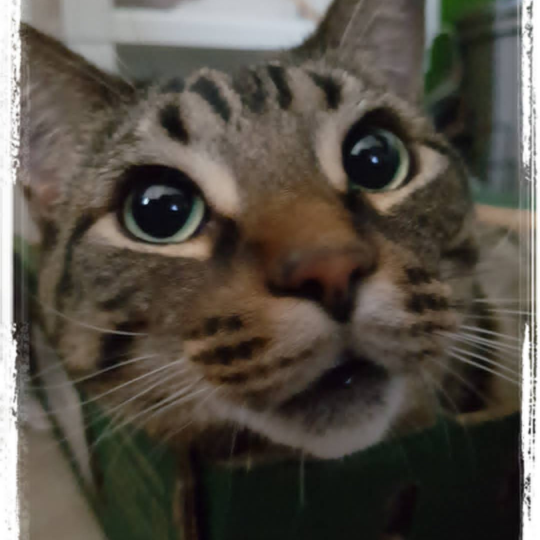 quantized Tom taking pictures of pictures of a lighthouse | Papa Cat