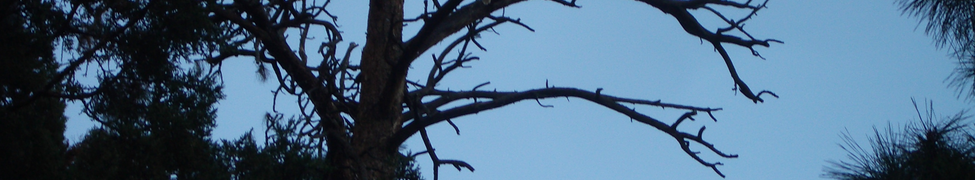 Music | Michael Trew