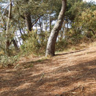 Pulse Demon (Remaster Reissue) | Merzbow