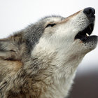 Solar Paroxysm | Mare Cognitum