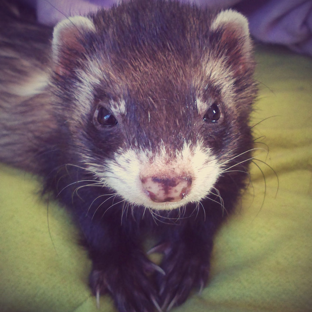 ferretz-in-the-attic's collection | Bandcamp