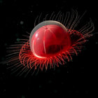 Microgravity [Reissue with bonus album] | Biosphere