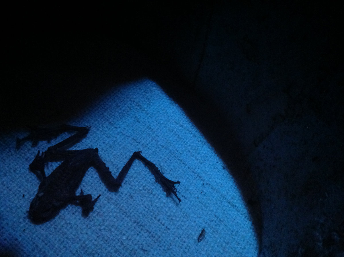 DIVIL A' BIT - WHAT IS THE STARS? | Tesla Tapes