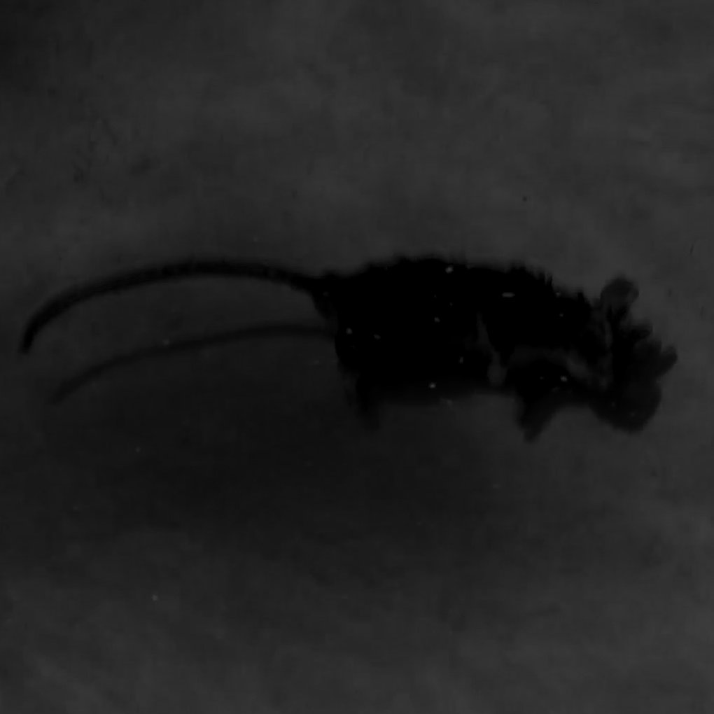 Ⅳ | DROWNING BILGE RAT