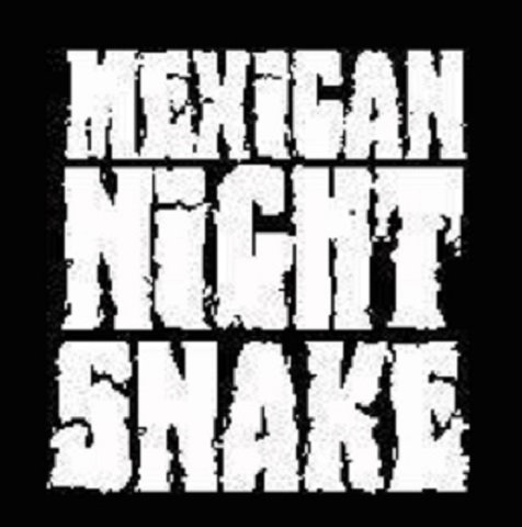 Mexican Night Snake | Mexican Night Snake