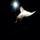 Merzbeat (Remastered) | Merzbow