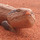 VALLEY OF THE SNAKE | RUBY THE HATCHET