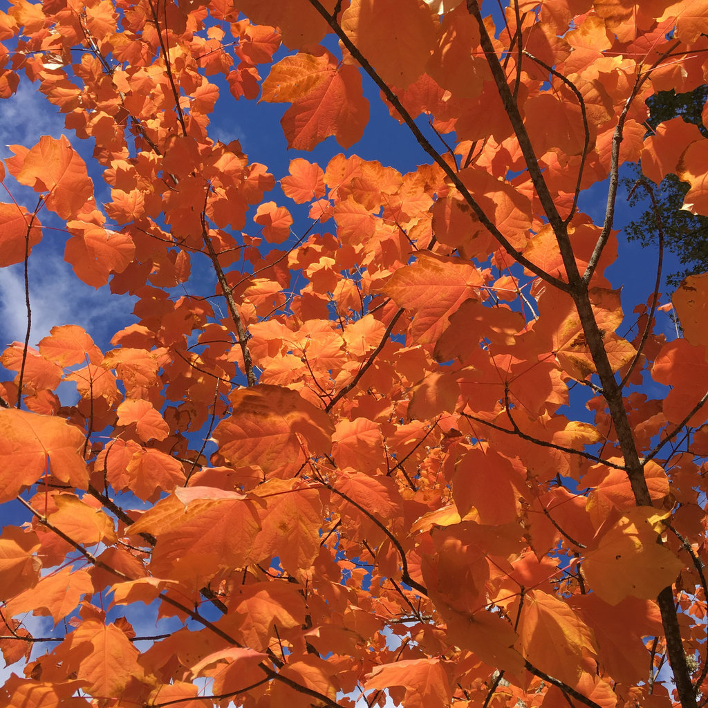 denisechin's collection | Bandcamp