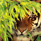 Dead Cells - Soundtrack Part 1 | Yoann Laulan