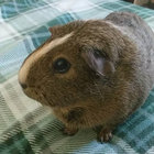 melanchole (remaster) | salvia palth