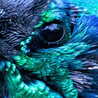 Sharp Like A Razor | Clouds | Headstrong