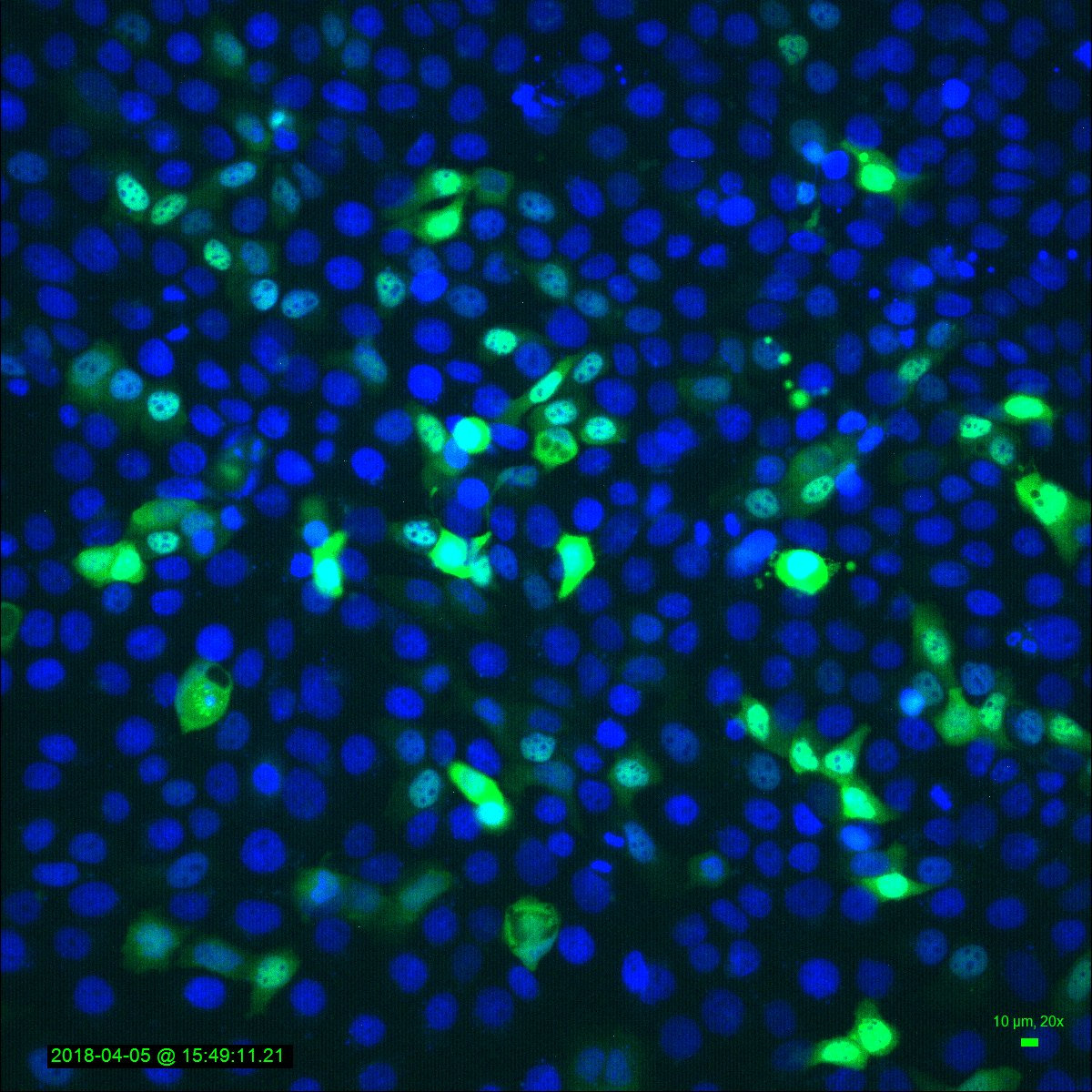 Five Prime Cap | Five Prime Cap