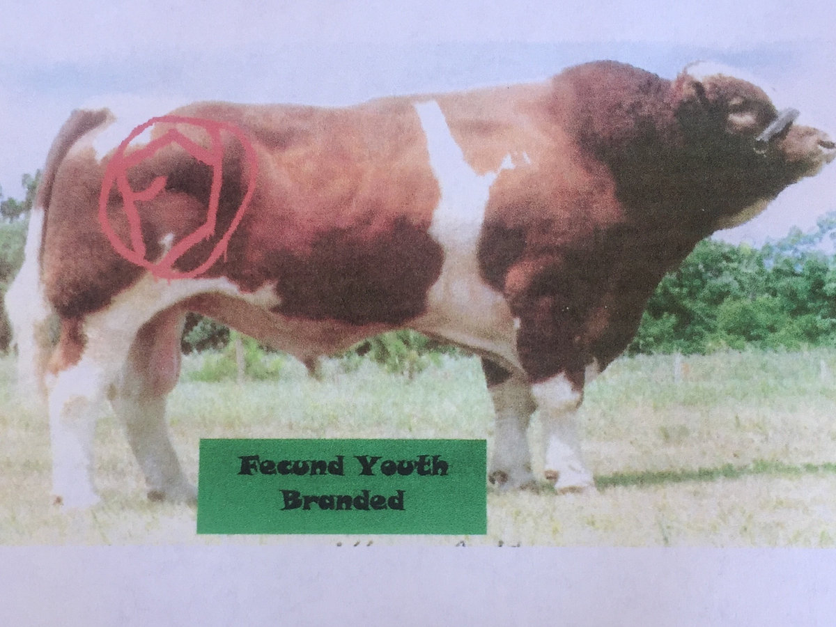 Branded: Hung Like A Bull | Fecund Youth