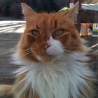 Manning Fireworks | MJ Lenderman