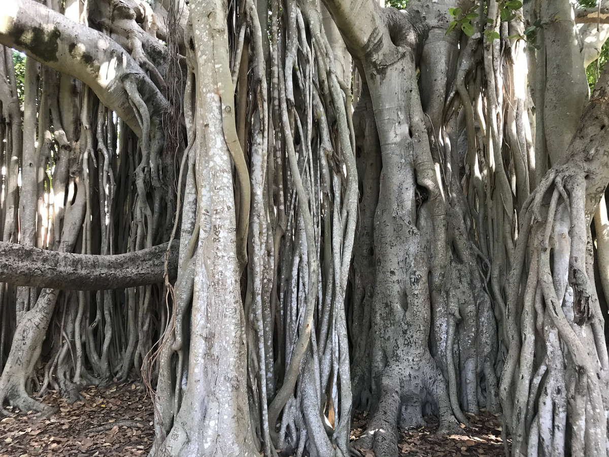 Reclamation | Burrowed