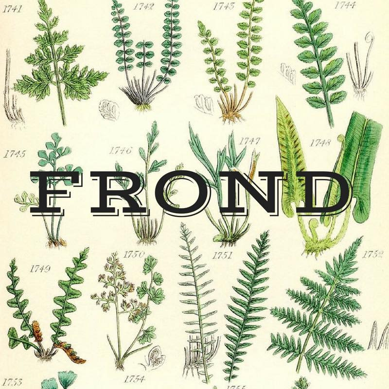 Music | FROND