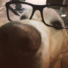 Chipbreak Wars | Sabrepulse