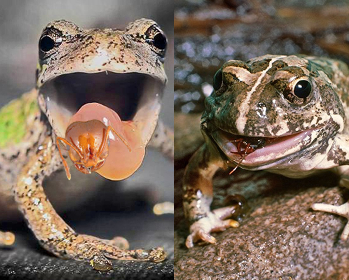 Ant Vs Frog | Formicidae vs Phyllomedusa | Phyllomedusa