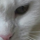 Here To Destroy | SPLIT DOGS