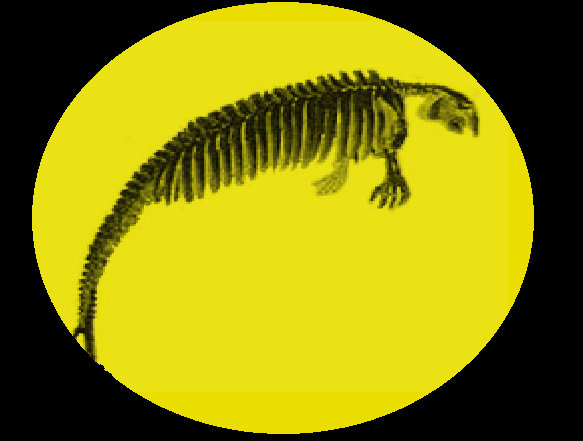 Dugong | dugong
