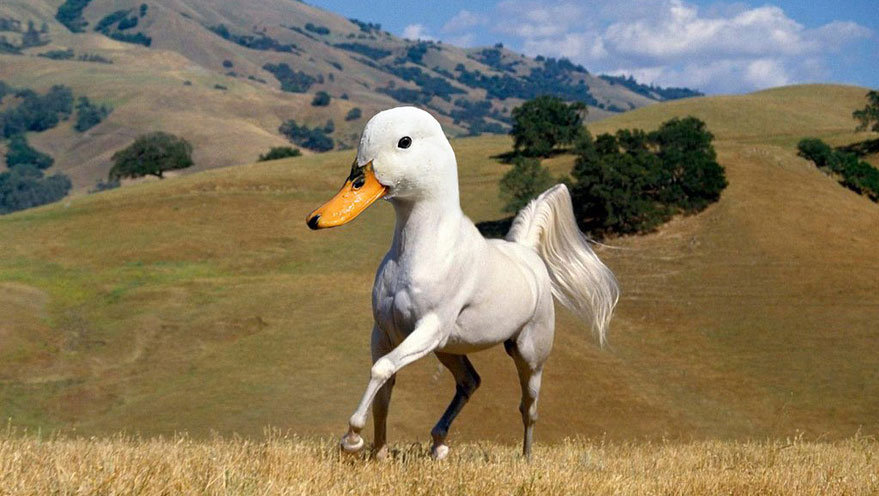 Episode Seven: Referee Bernie Kukar Retired in 2006. He was born and ...