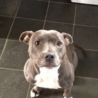 Here To Destroy | SPLIT DOGS