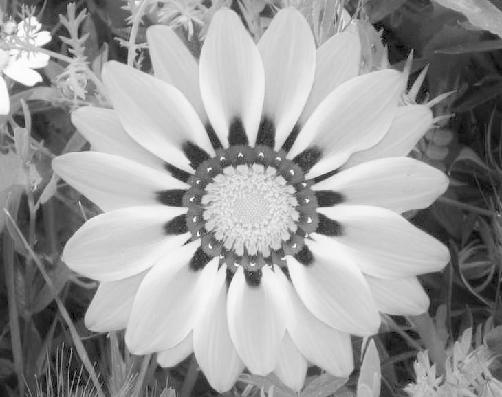 Music | bluebird ultra