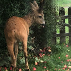 Pretty Hate Machine (Remastered) | Nine Inch Nails | Craft Recordings